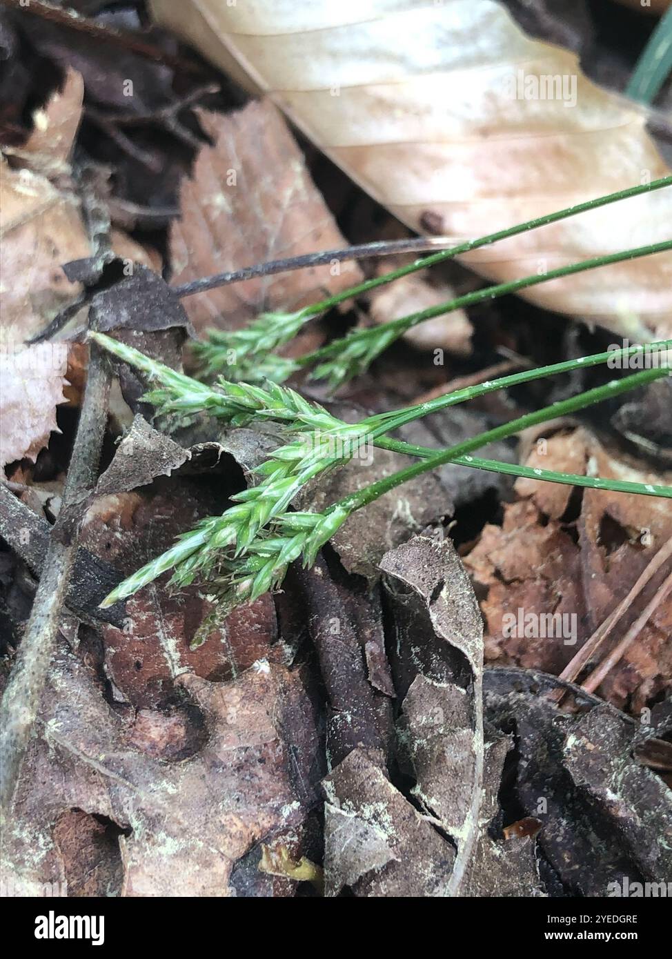 Slender Oak Sedge (Carex albicans australis Stock Photo - Alamy