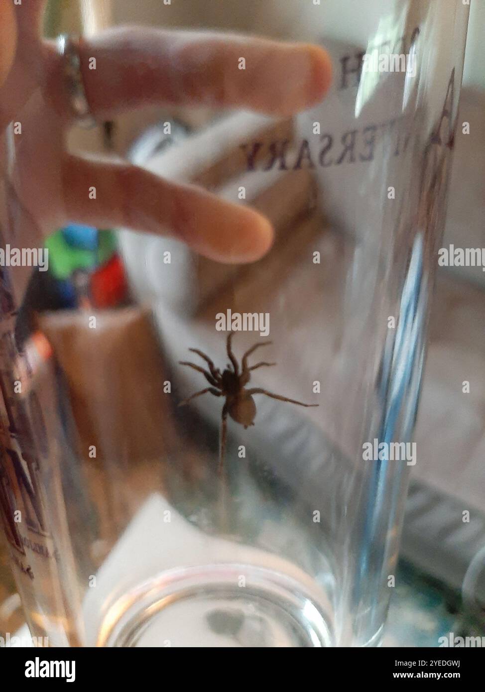 Eastern Parson Spider (Herpyllus ecclesiasticus Stock Photo - Alamy