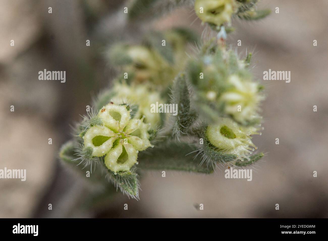 crowned stickseed (Lappula occidentalis cupulata Stock Photo - Alamy