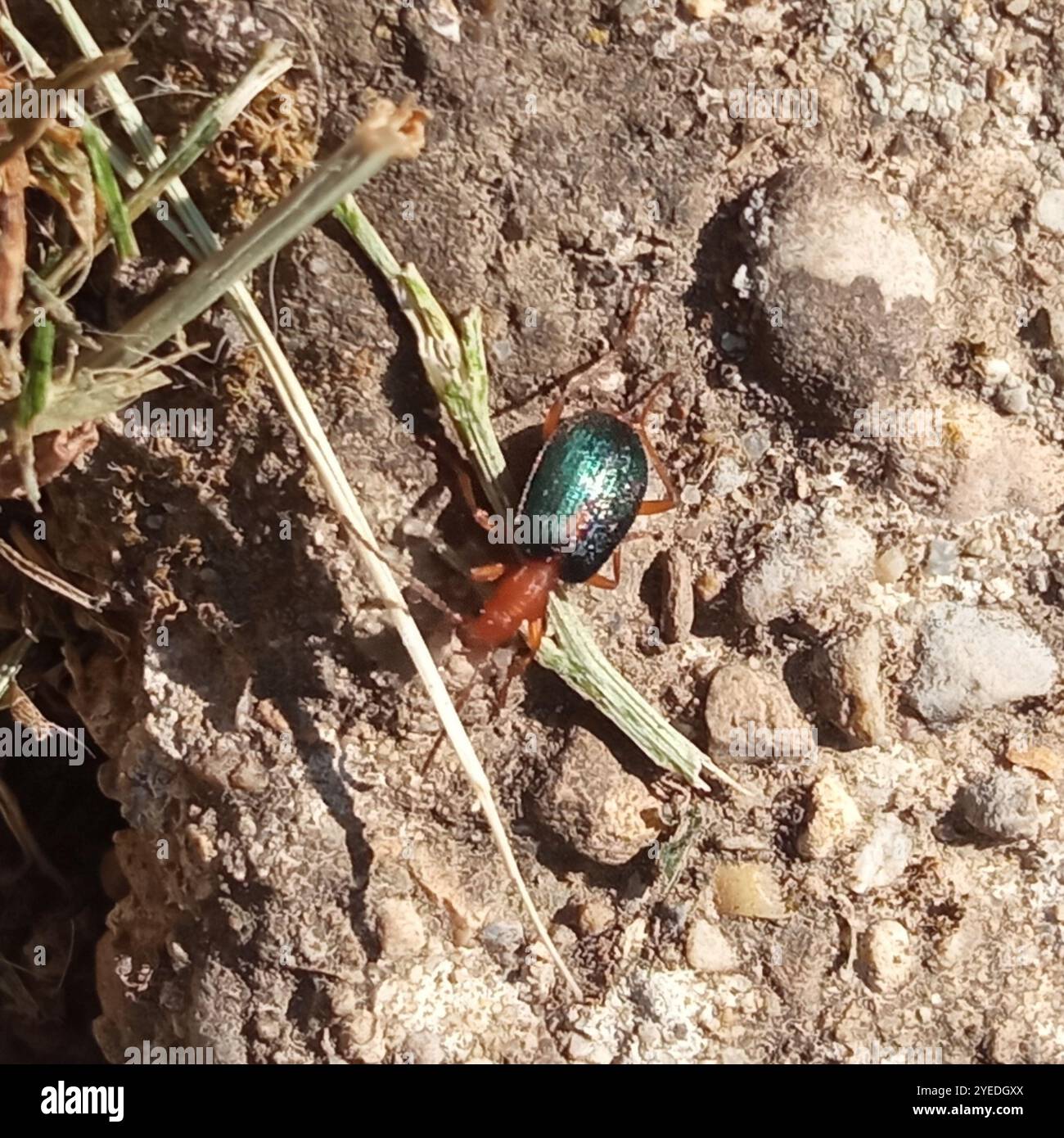 Brachinus sclopeta hi-res stock photography and images - Alamy
