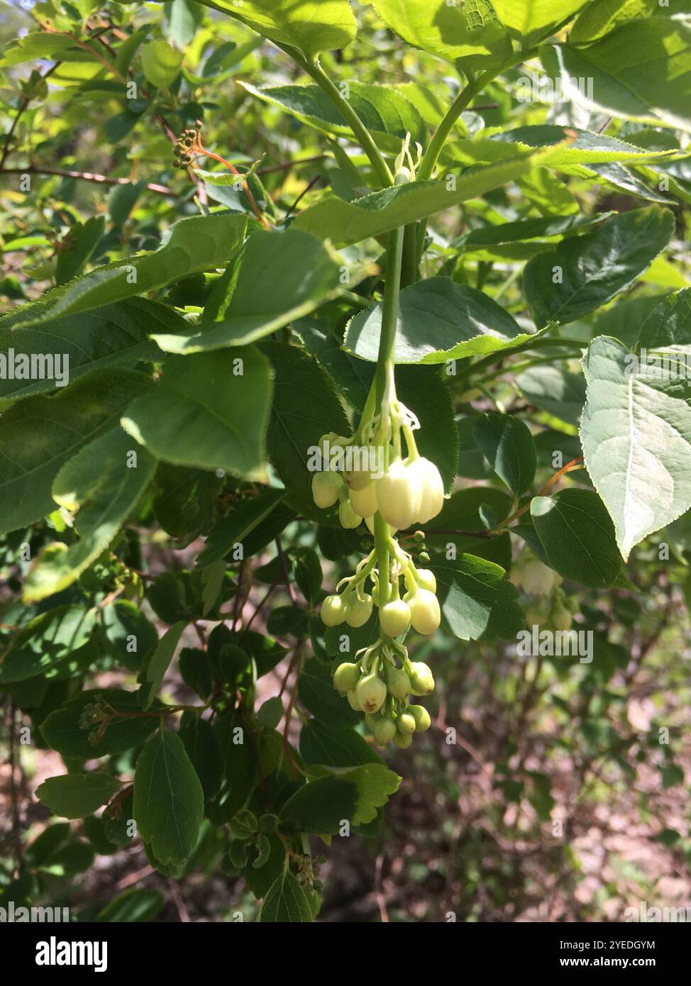 European bladdernut (Staphylea pinnata Stock Photo - Alamy