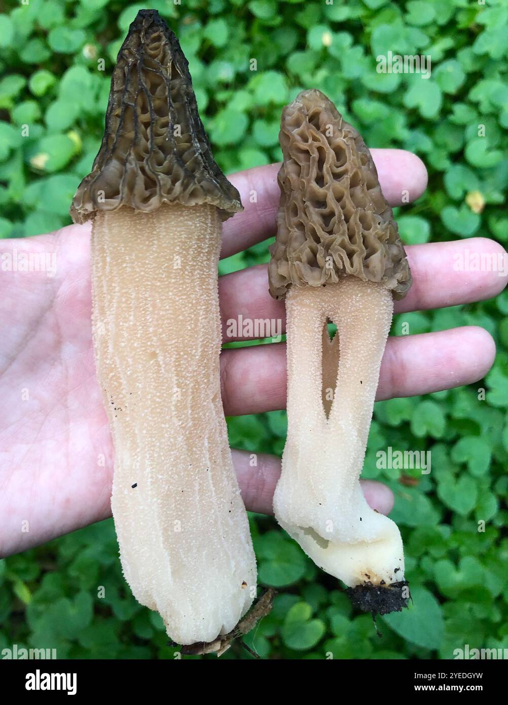 black morel (Morchella angusticeps Stock Photo - Alamy