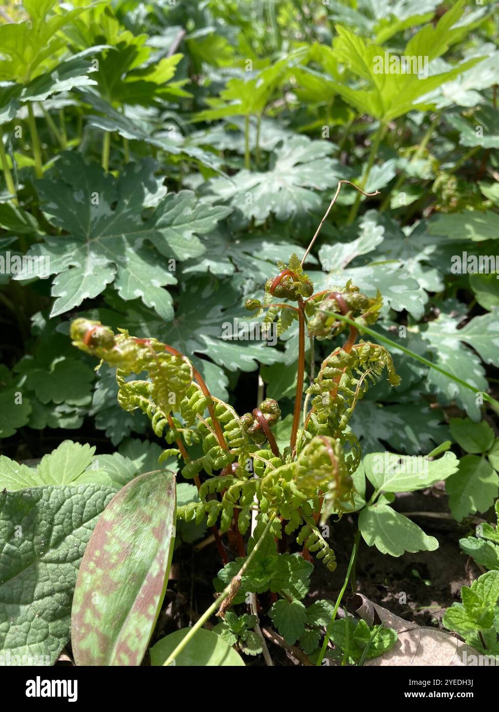 Cystopteris bulbifera hi-res stock photography and images - Alamy