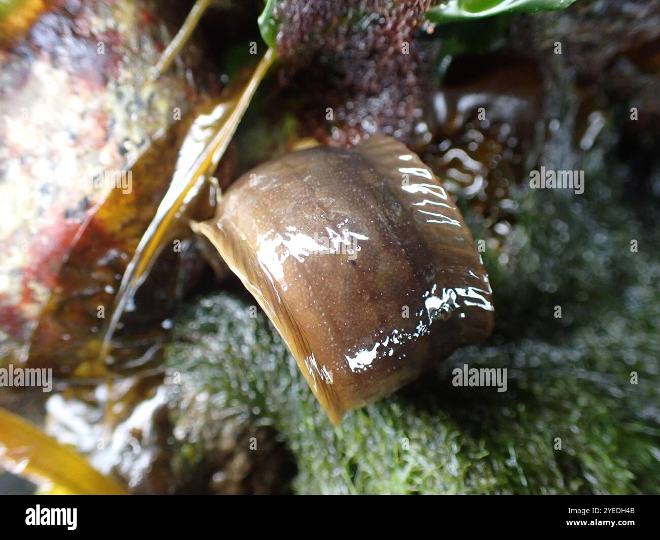 Black Prickleback (Xiphister atropurpureus Stock Photo - Alamy