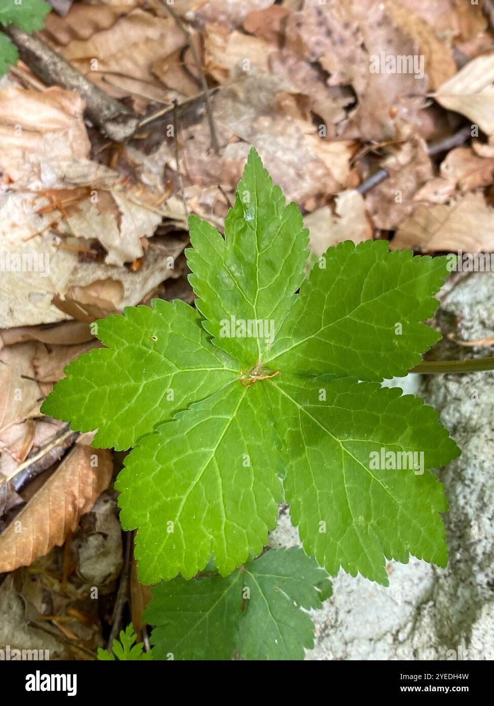 Clustered Sanicle (Sanicula odorata Stock Photo - Alamy