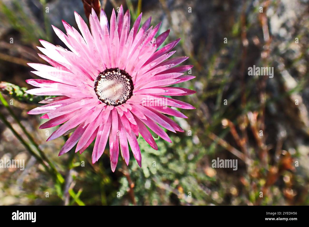 Pink Sewejaartjie (Syncarpha canescens Stock Photo - Alamy