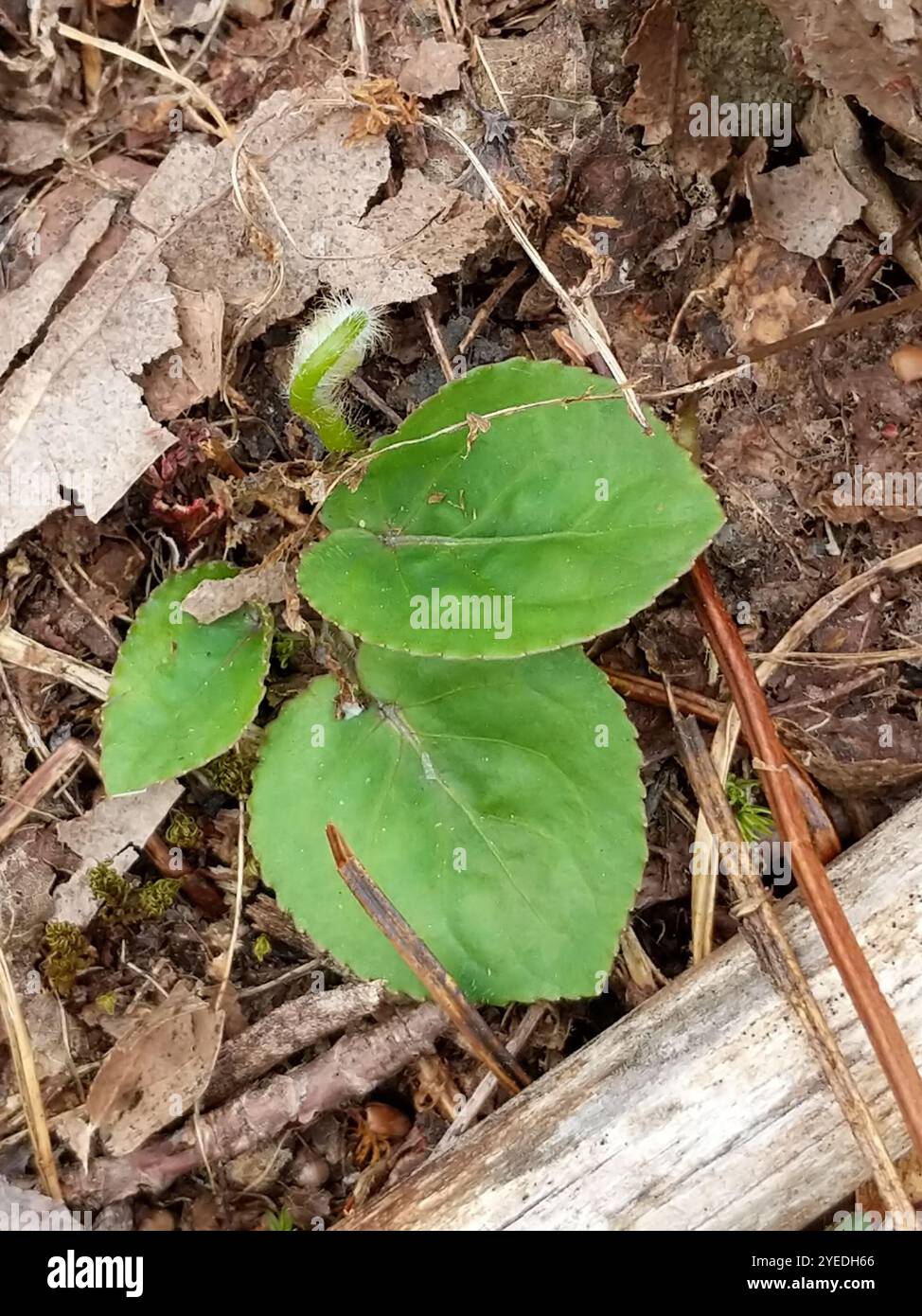 Round-leaved Violet (Viola rotundifolia Stock Photo - Alamy