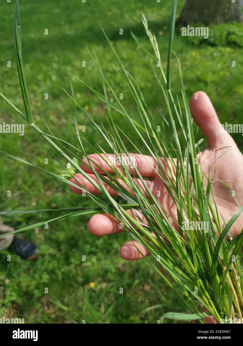 Upright Brome (Bromus erectus Stock Photo - Alamy