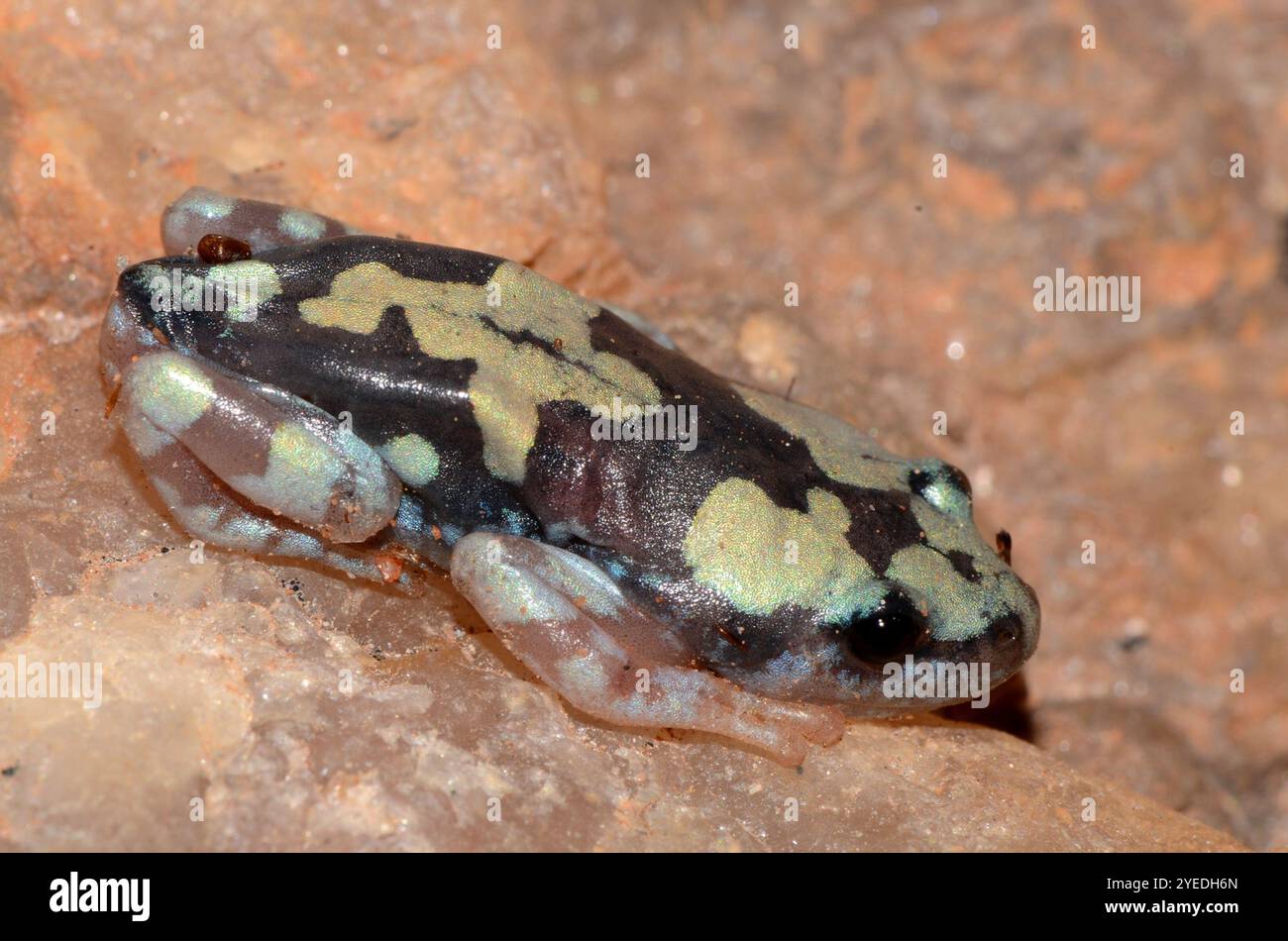 Marbled rubber frog (Phrynomantis annectens Stock Photo - Alamy