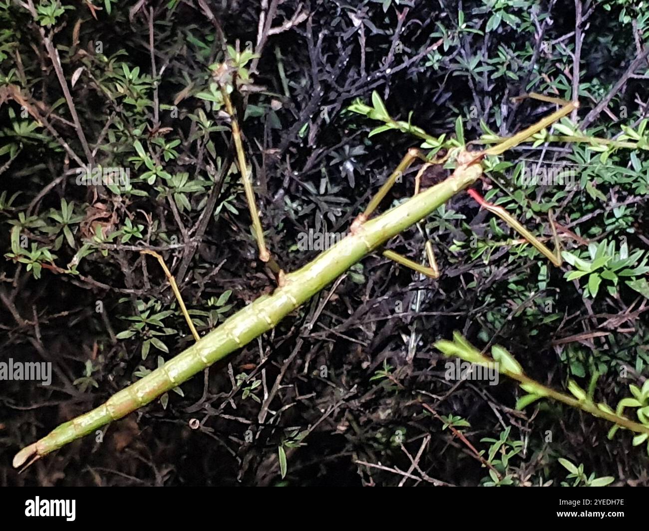 Acanthoxyla inermis hi-res stock photography and images - Alamy