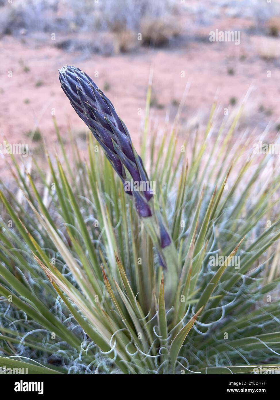Narrowleaf yucca yucca angustissima hi-res stock photography and images ...