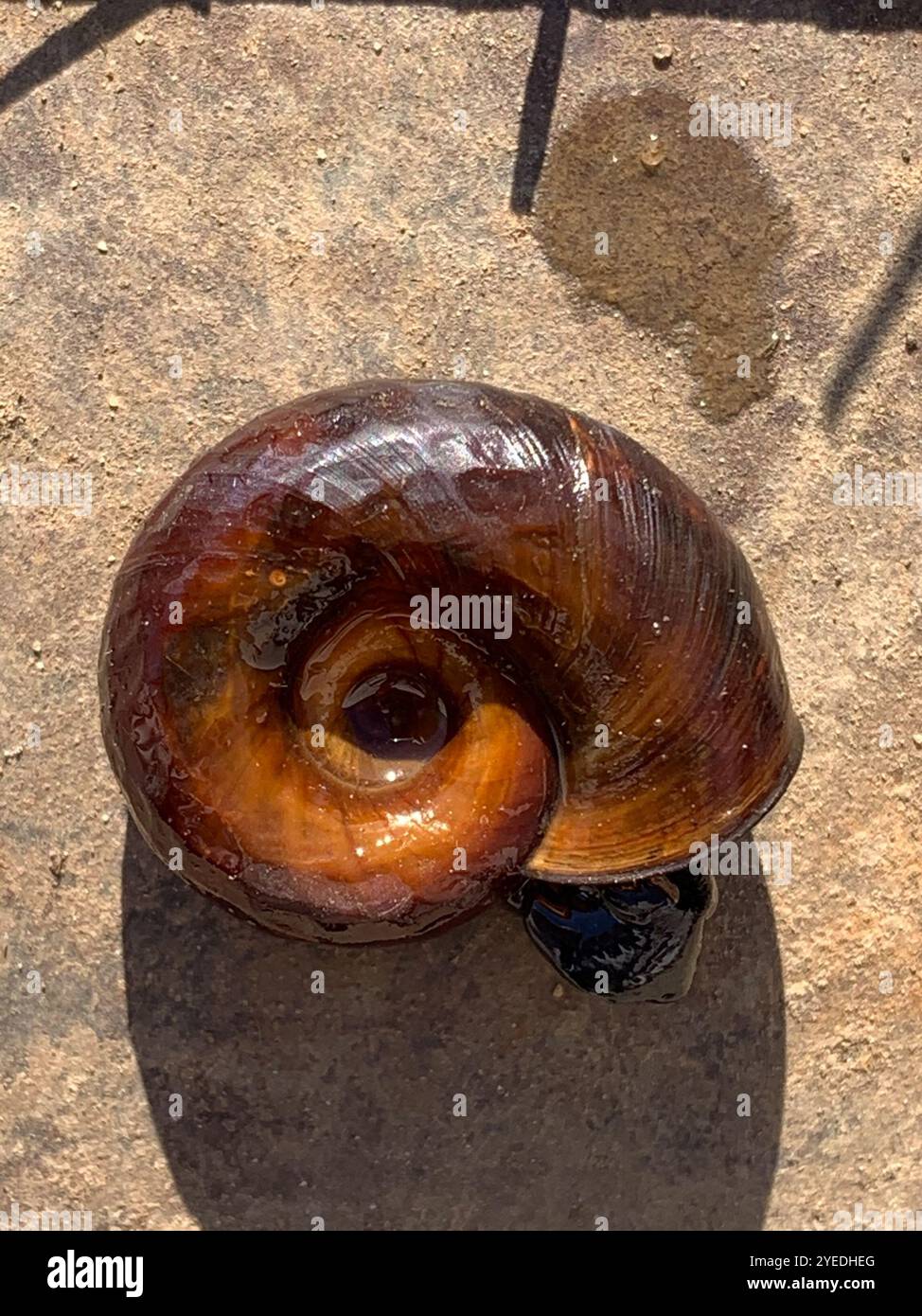 Great Ram's-horn (Planorbarius corneus Stock Photo - Alamy