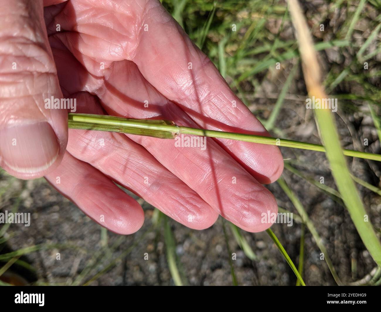 Chloris gayana hi-res stock photography and images - Alamy