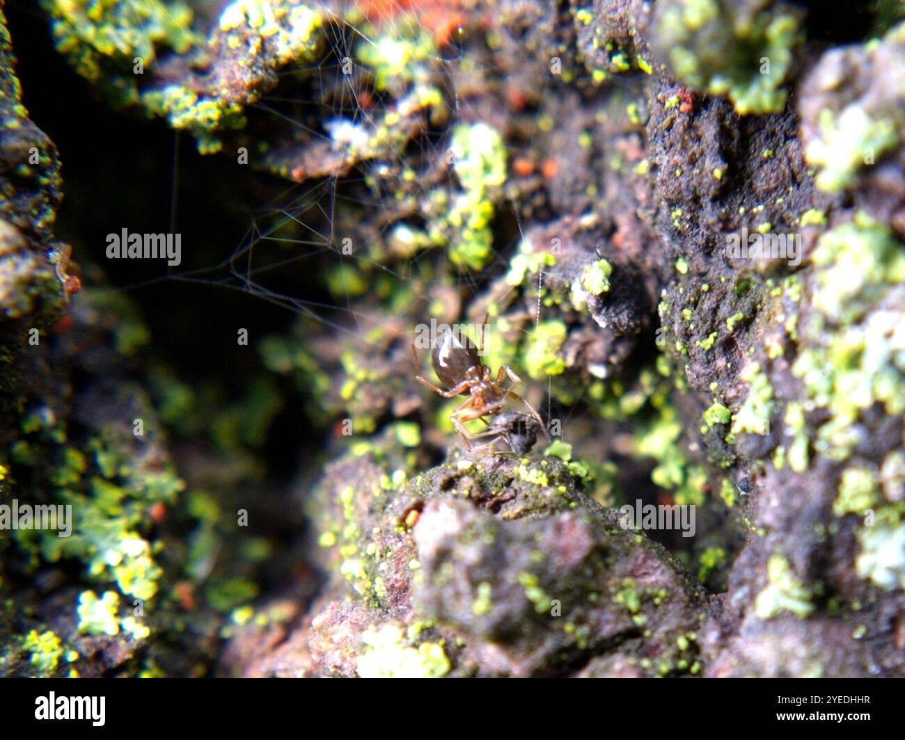 Sheetweb and Dwarf Weavers (Linyphiidae Stock Photo - Alamy