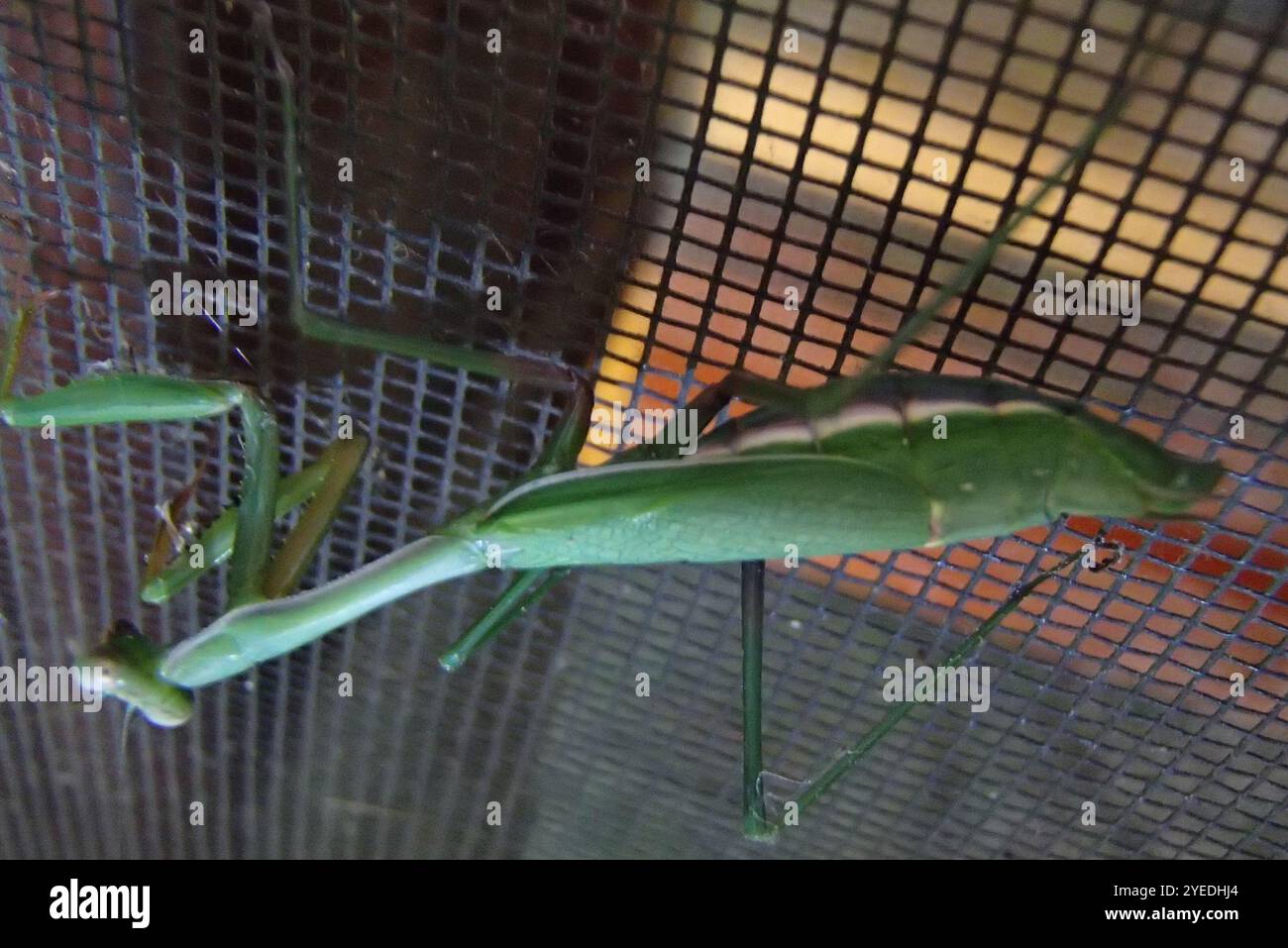 False garden mantis hi-res stock photography and images - Alamy