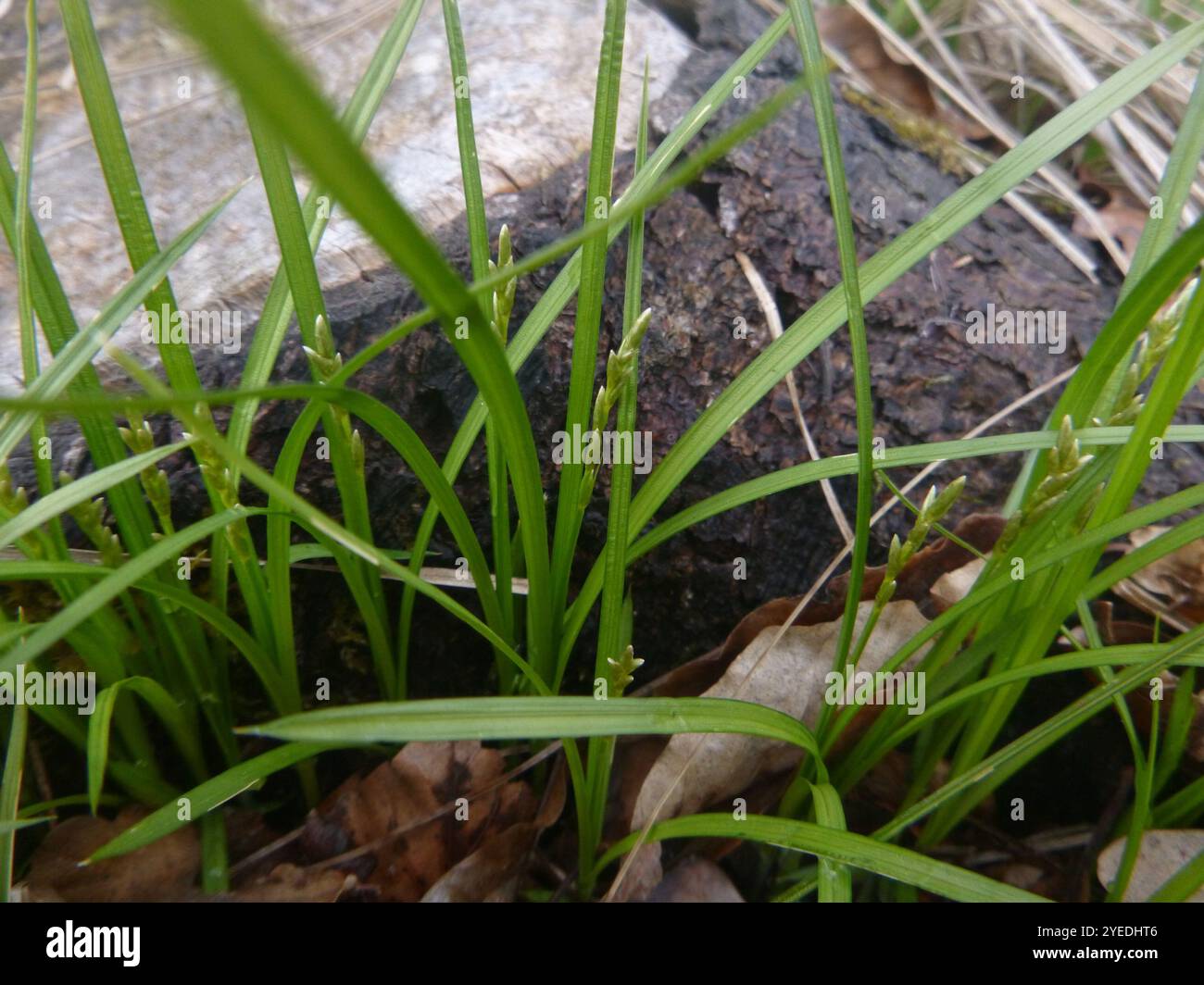alpine grass (Carex brizoides Stock Photo - Alamy