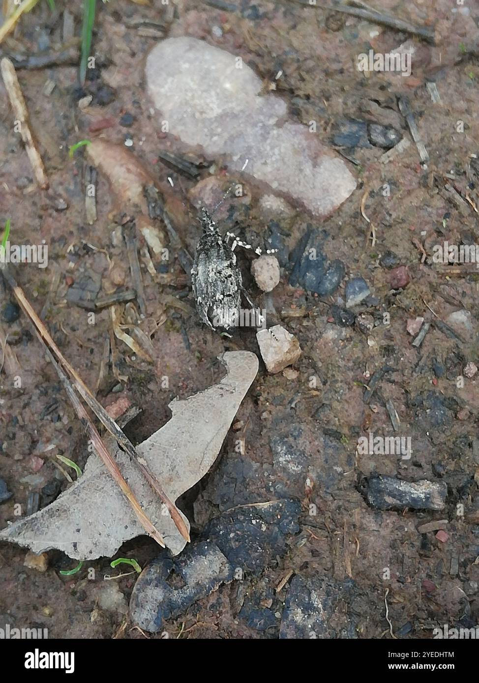 March tubic hi-res stock photography and images - Alamy