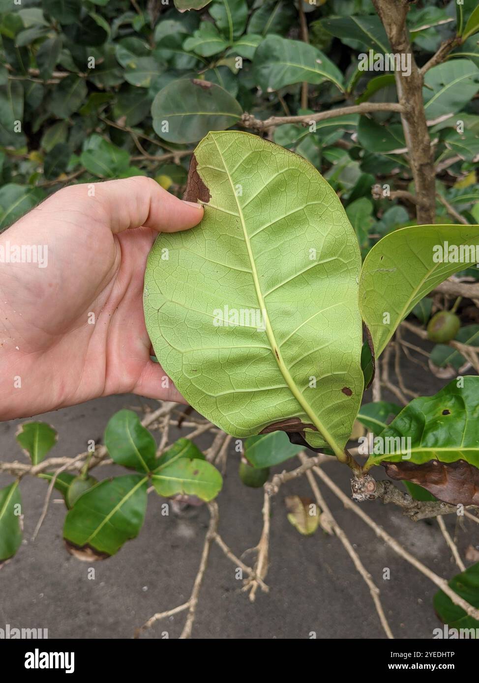 black calabash (Amphitecna latifolia Stock Photo - Alamy