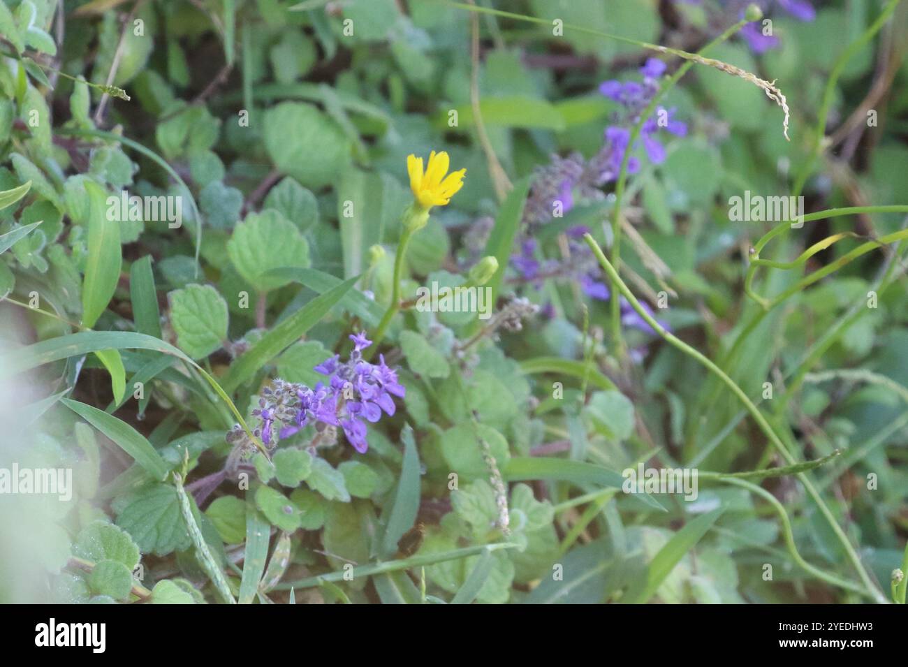 little spurflower (Coleus australis Stock Photo - Alamy