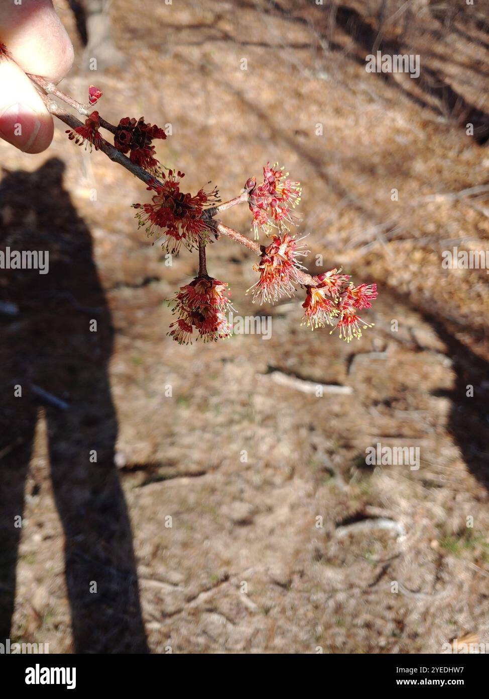 red maple (Acer rubrum Stock Photo - Alamy
