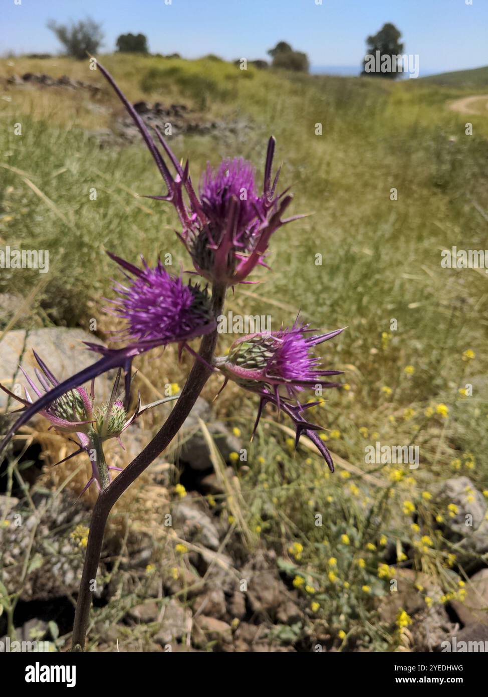 Syrian Thistle (Notobasis syriaca Stock Photo - Alamy