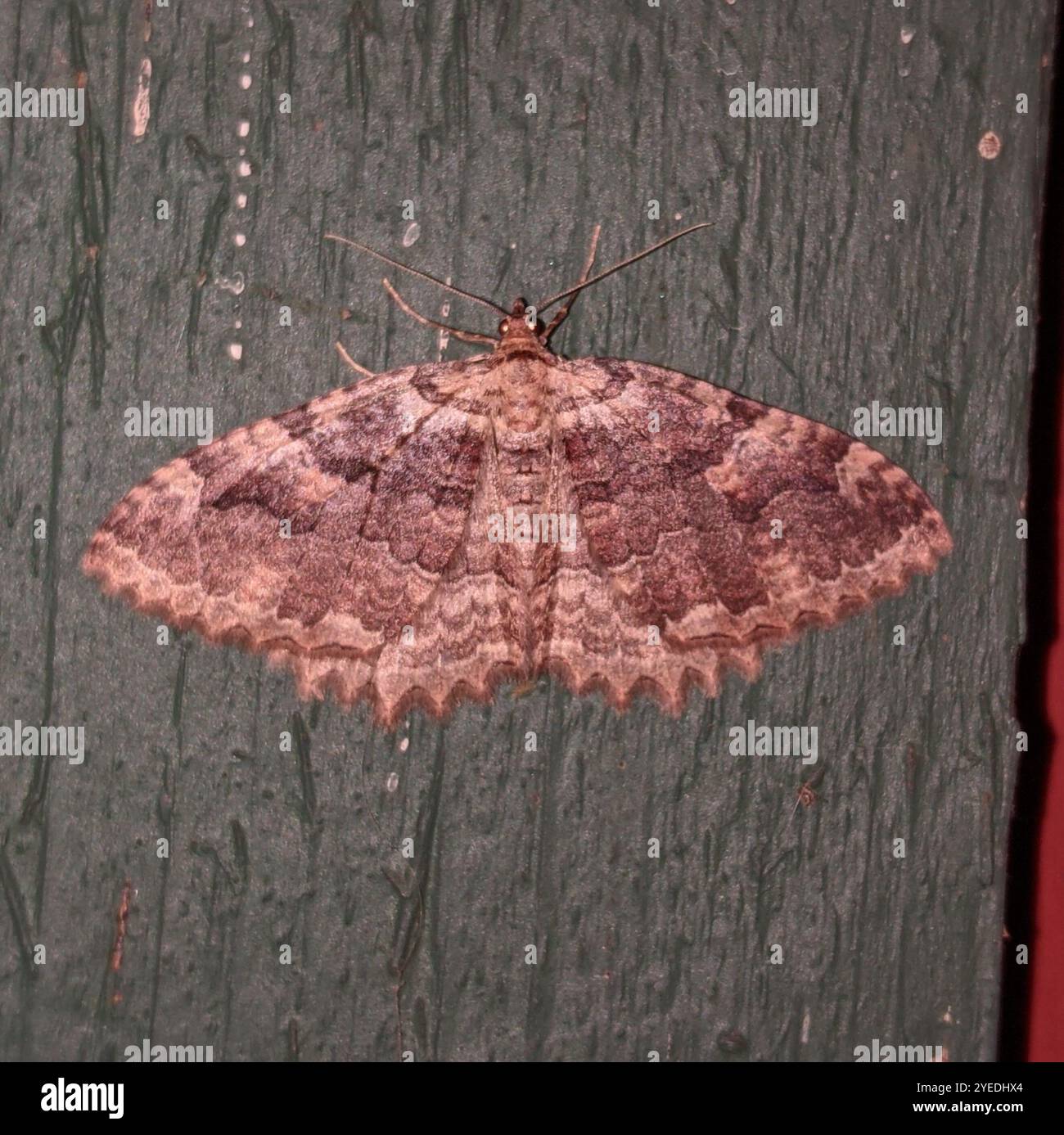 Tissue Moth (Triphosa haesitata Stock Photo - Alamy