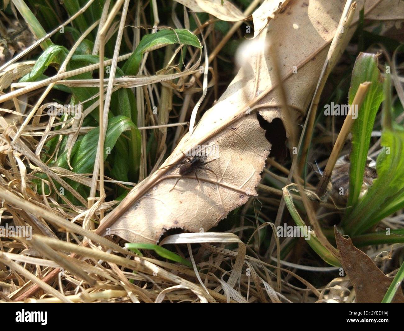 Thin-legged Wolf Spiders (Pardosa Stock Photo - Alamy