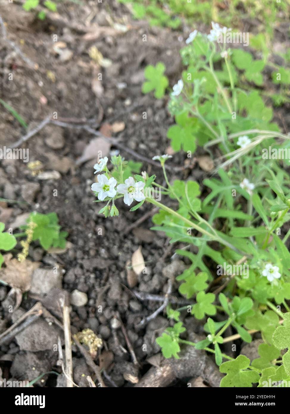 white fiesta flower (Pholistoma membranaceum Stock Photo - Alamy