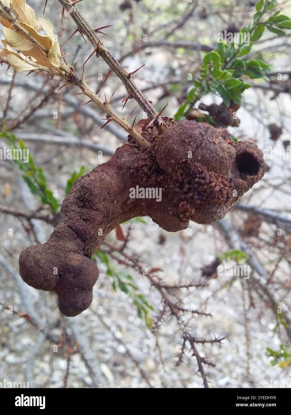 Kangaroo Thorn Gall Rust (Uromycladium paradoxae Stock Photo - Alamy