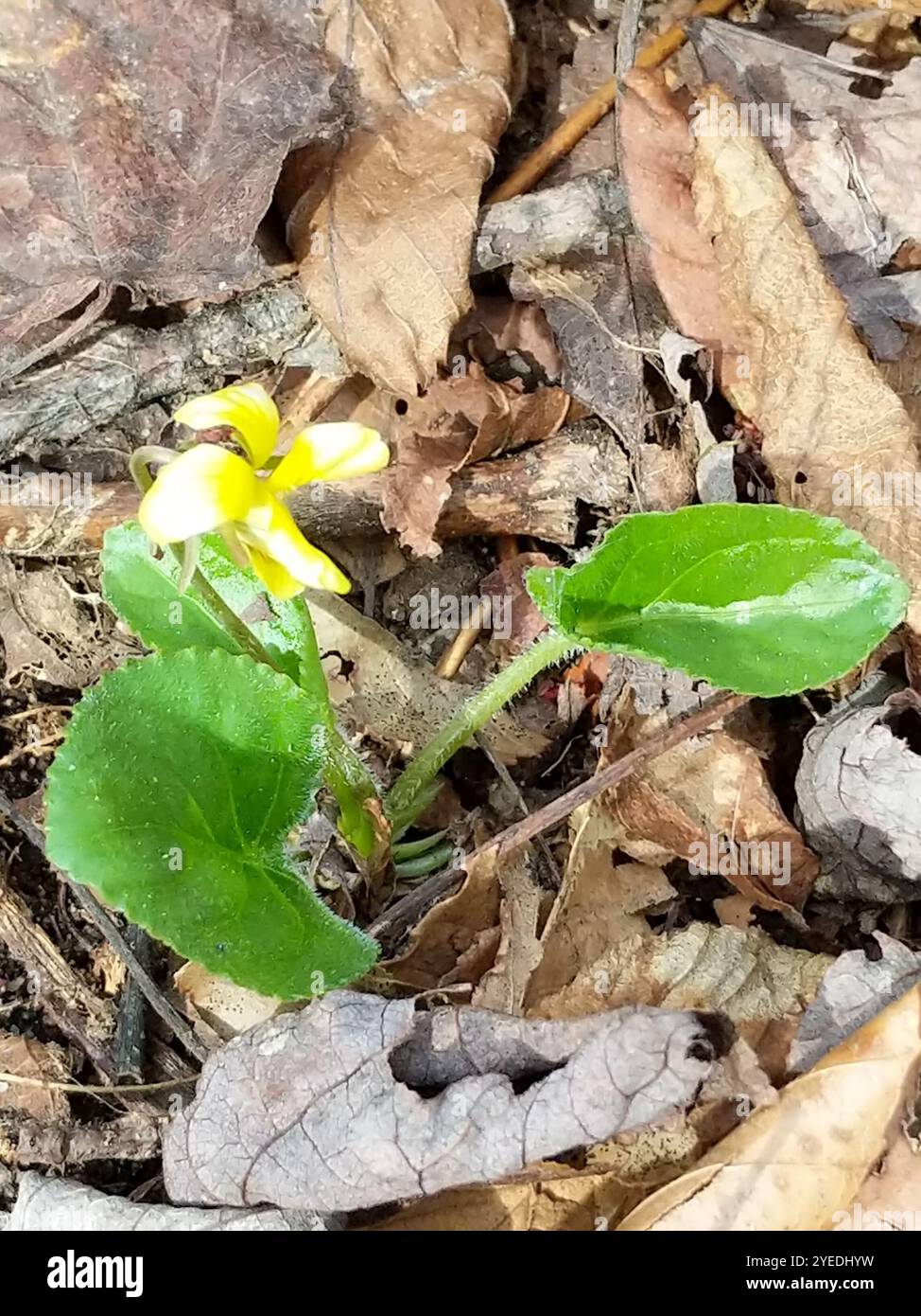 Round-leaved Violet (Viola rotundifolia Stock Photo - Alamy