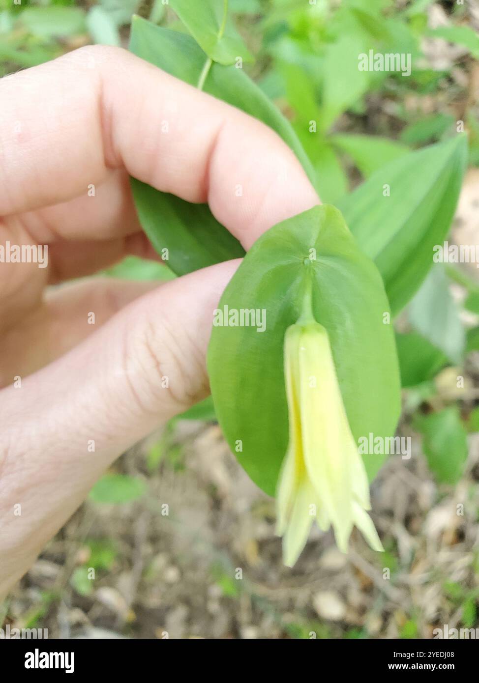 perfoliate bellwort (Uvularia perfoliata Stock Photo - Alamy