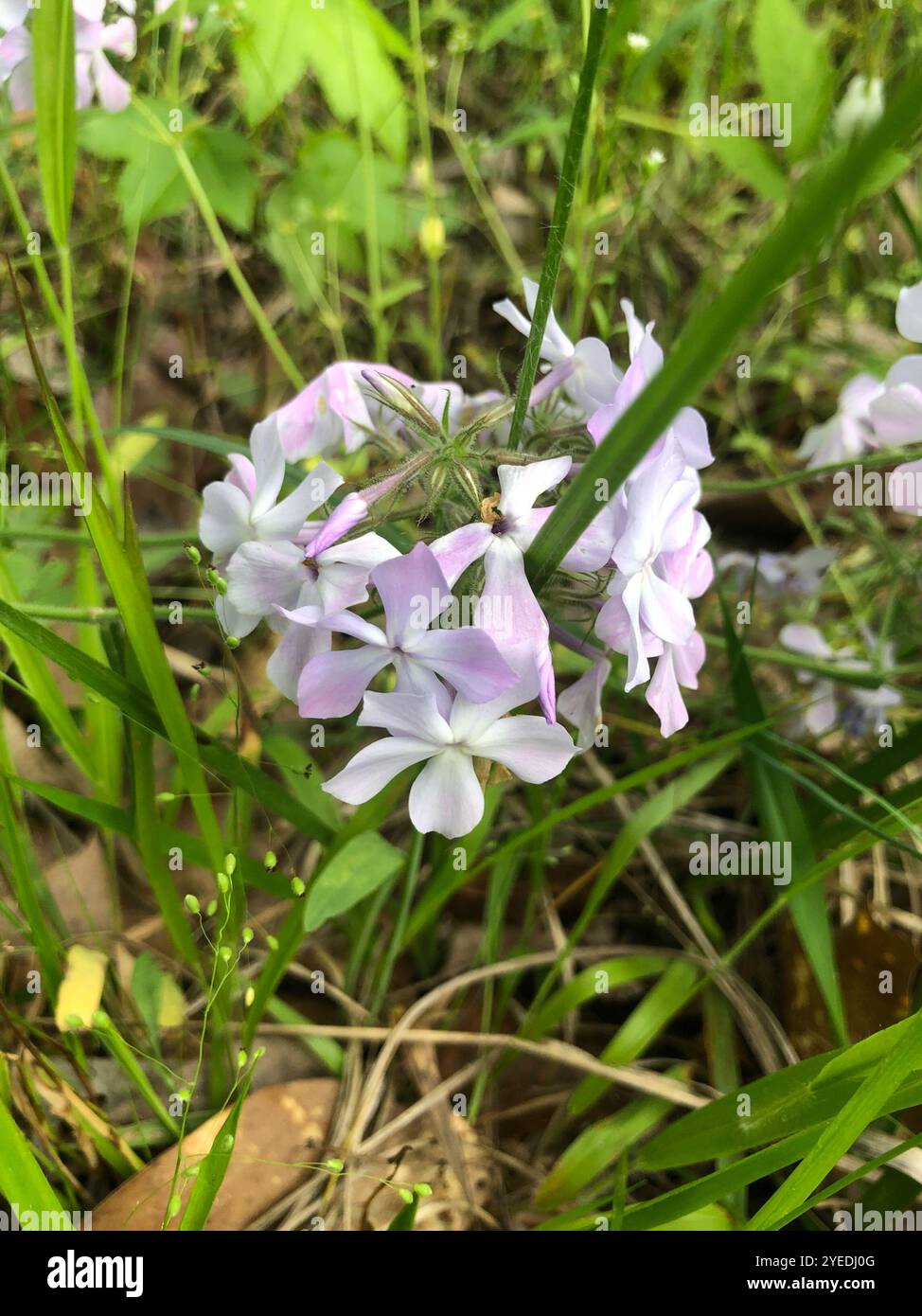 Common phlox hi-res stock photography and images - Alamy