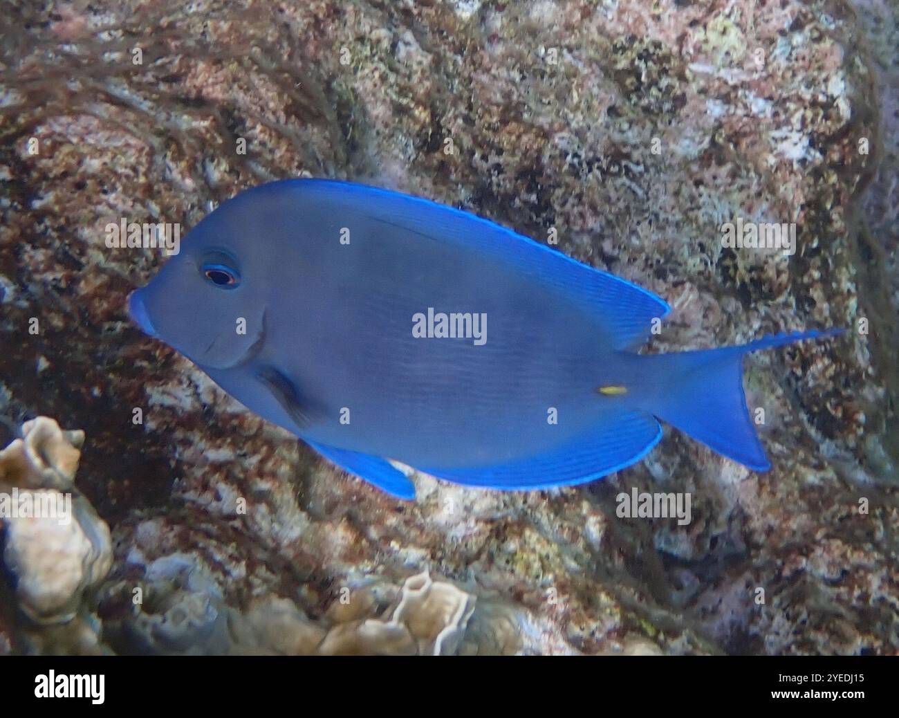 Atlantic Blue Tang (Acanthurus coeruleus Stock Photo - Alamy