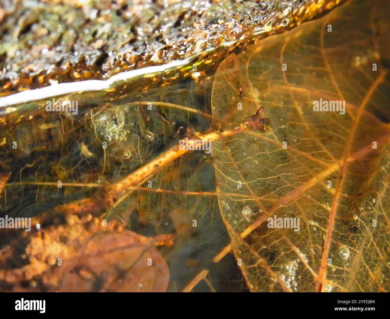 Marsh Beetles (Scirtidae Stock Photo - Alamy