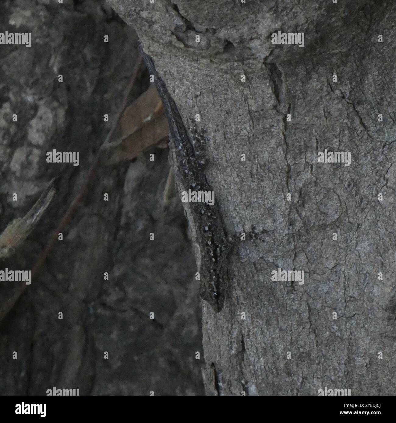 Common Dwarf Gecko (Lygodactylus capensis Stock Photo - Alamy
