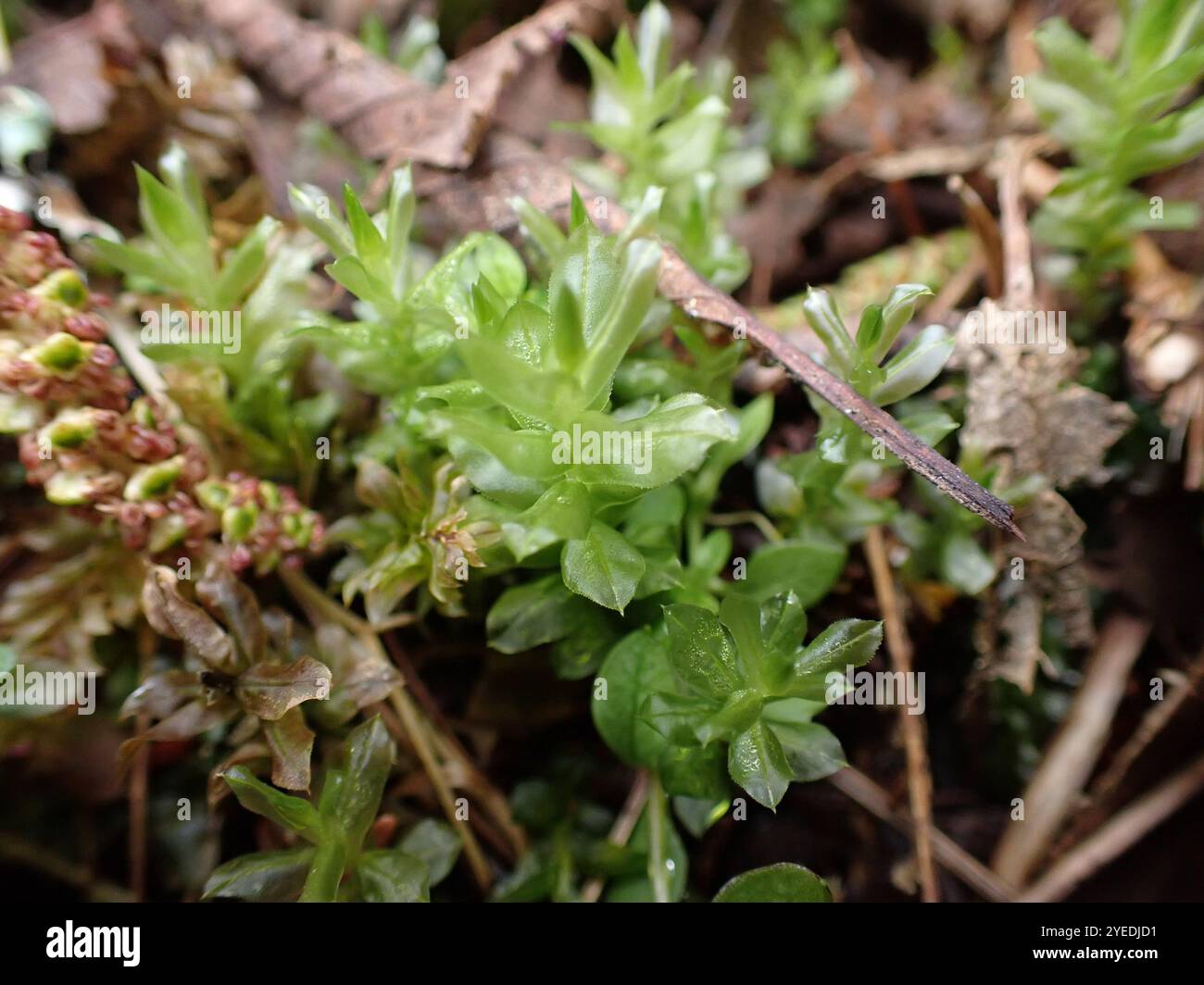 Badge Moss (Plagiomnium insigne Stock Photo - Alamy