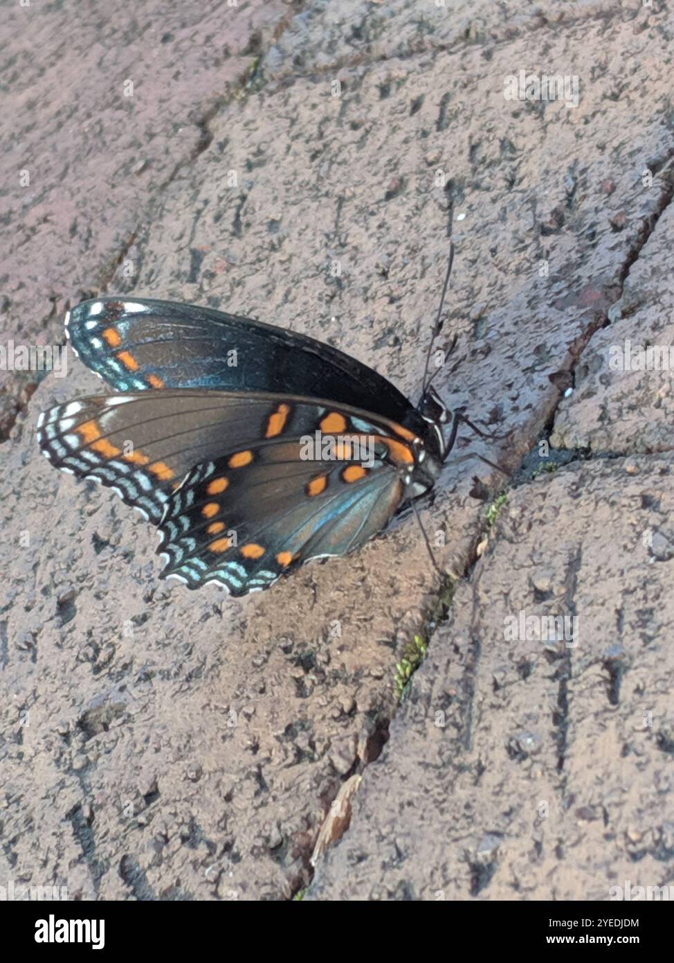 Red-spotted Purple (Limenitis arthemis astyanax Stock Photo - Alamy