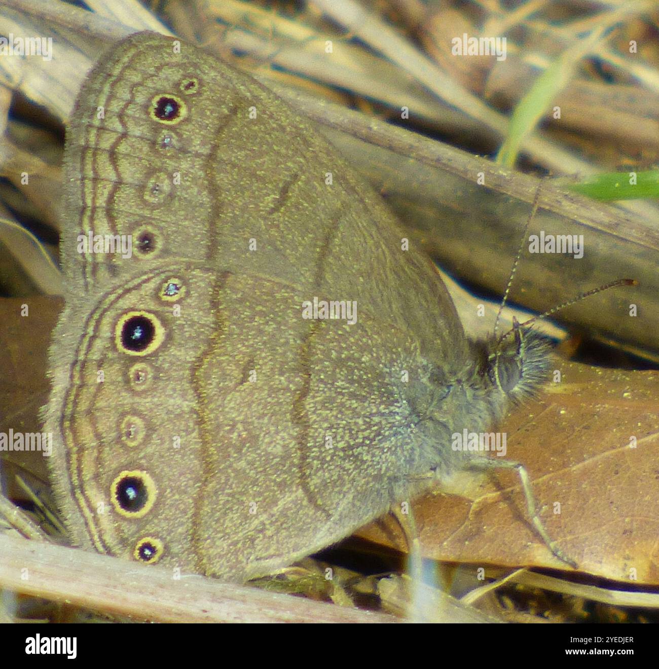 Carolina Satyr (Hermeuptychia sosybius Stock Photo - Alamy