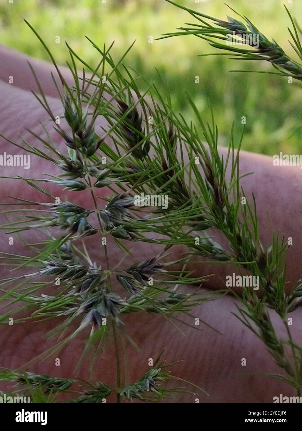 Bulbous Bluegrass (Poa bulbosa Stock Photo - Alamy