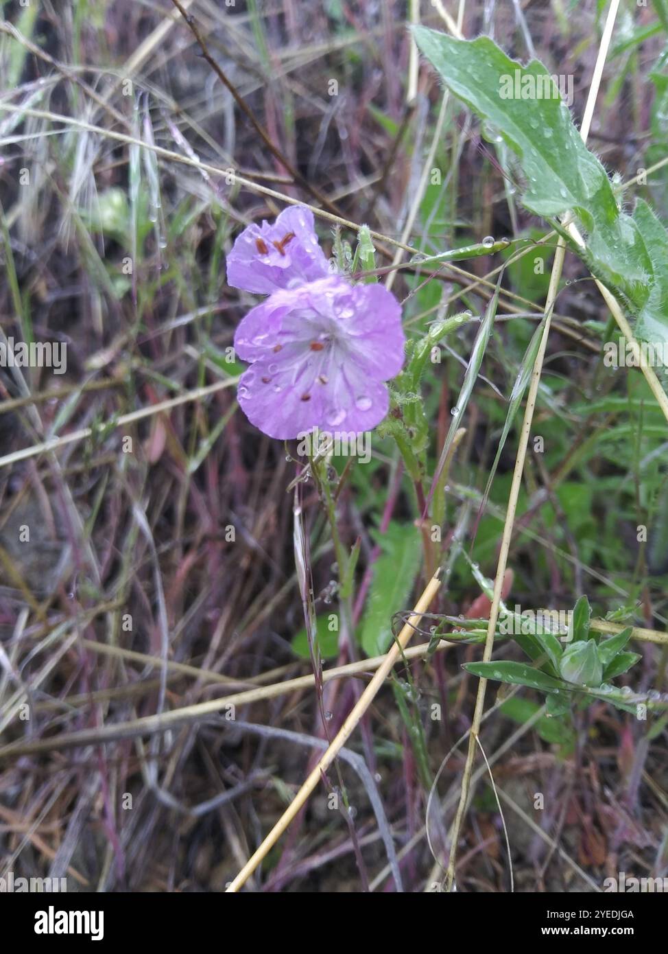 Linearleaf Phacelia (Phacelia linearis Stock Photo - Alamy