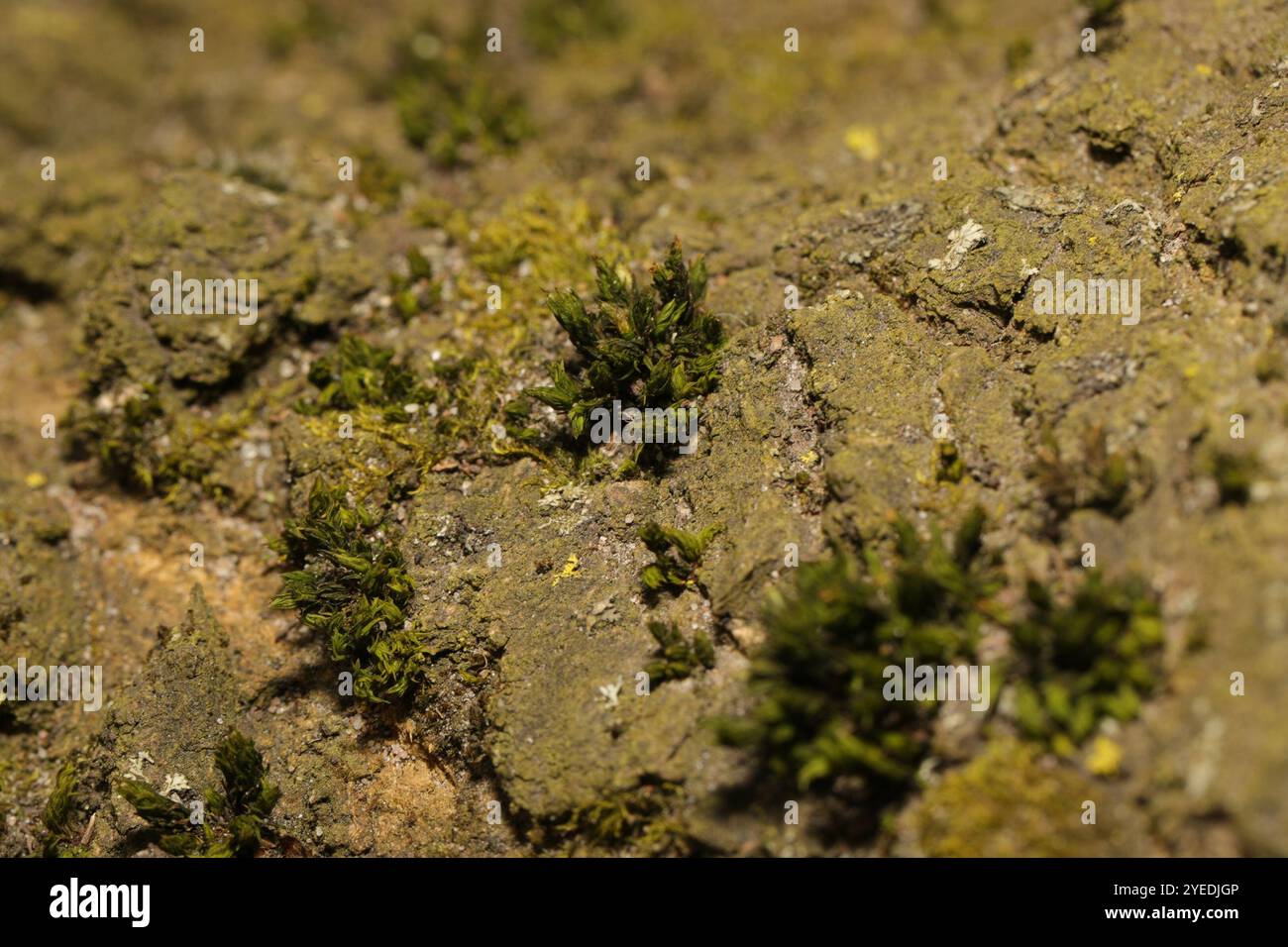 Wood Bristle-moss (Lewinskya affinis Stock Photo - Alamy