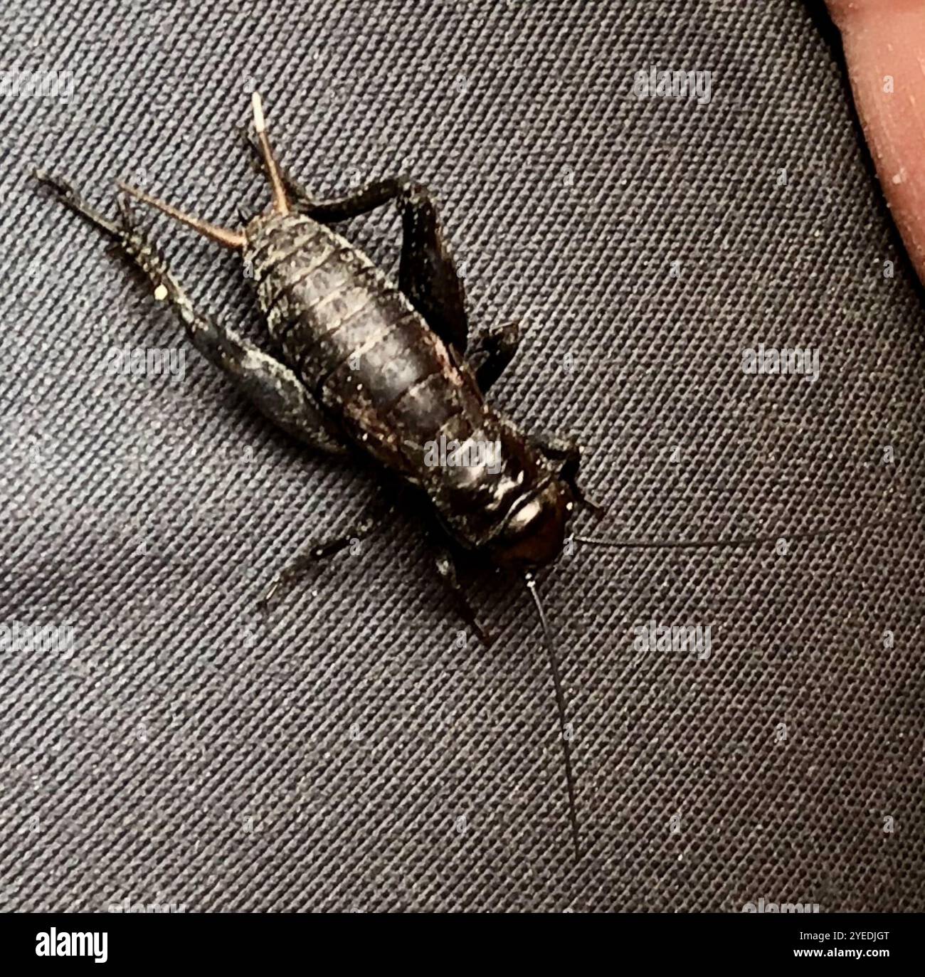 Gryllus rubens hi-res stock photography and images - Alamy