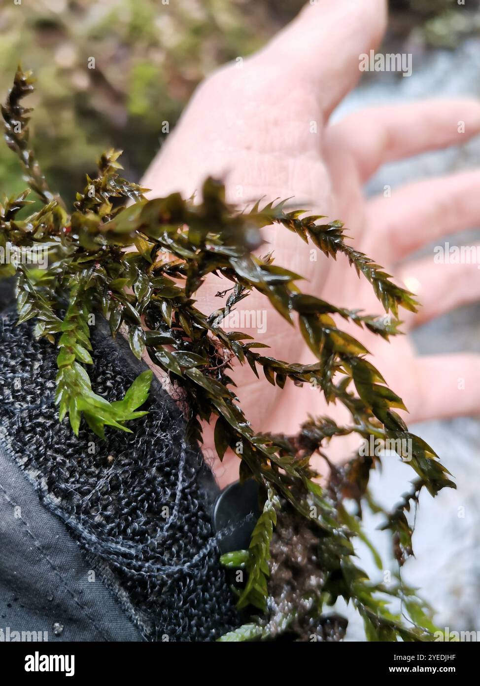 Willow Moss (Fontinalis antipyretica Stock Photo - Alamy
