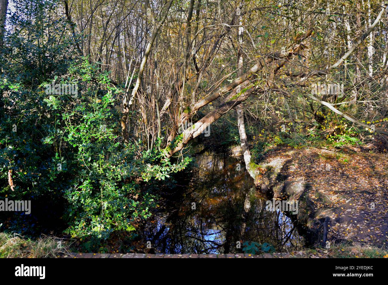 Stream in sutton park hi-res stock photography and images - Alamy
