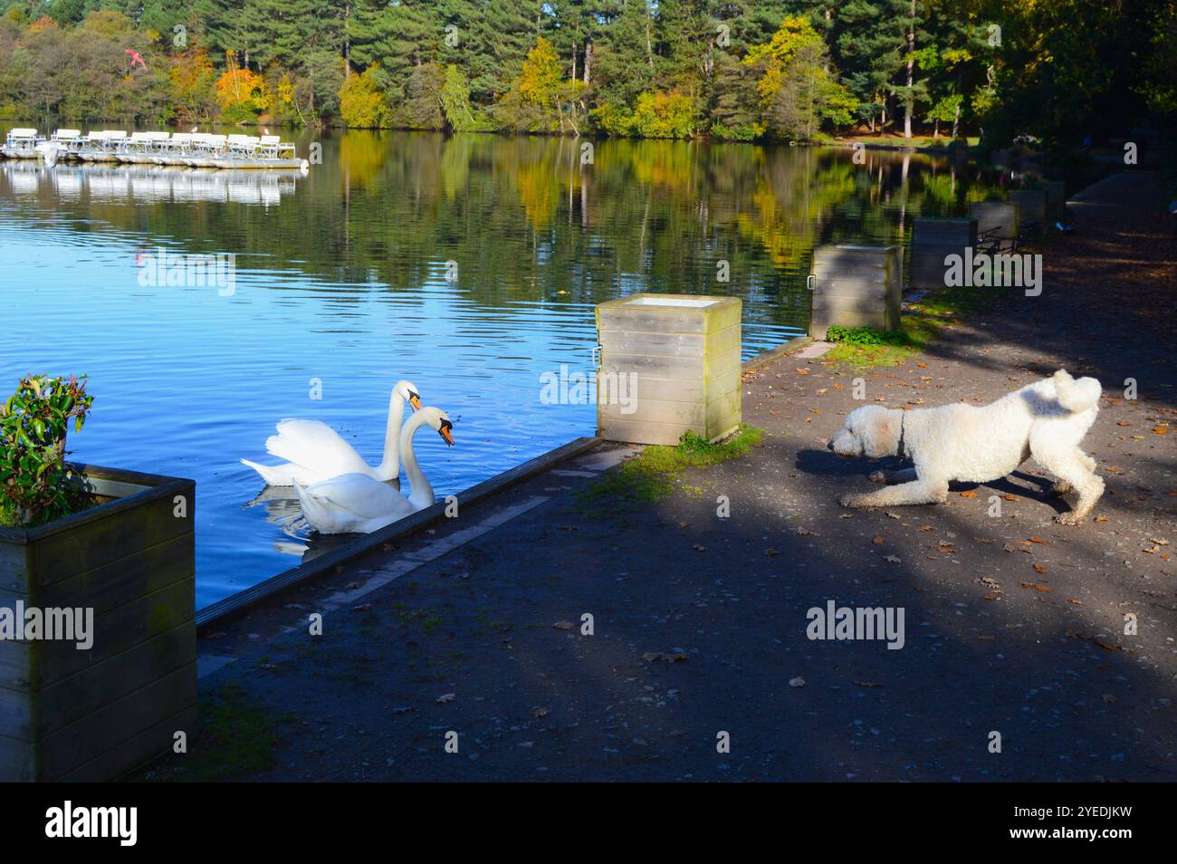 Swans playing in water hi-res stock photography and images - Alamy