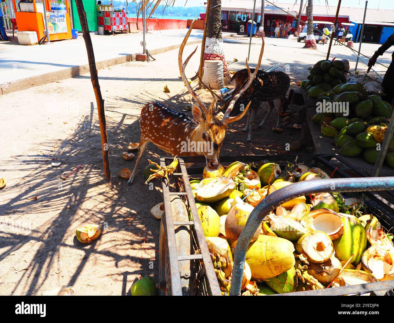 Port Blair, Andaman and Nicobar Islands, Andaman Sea, India Stock Photo ...