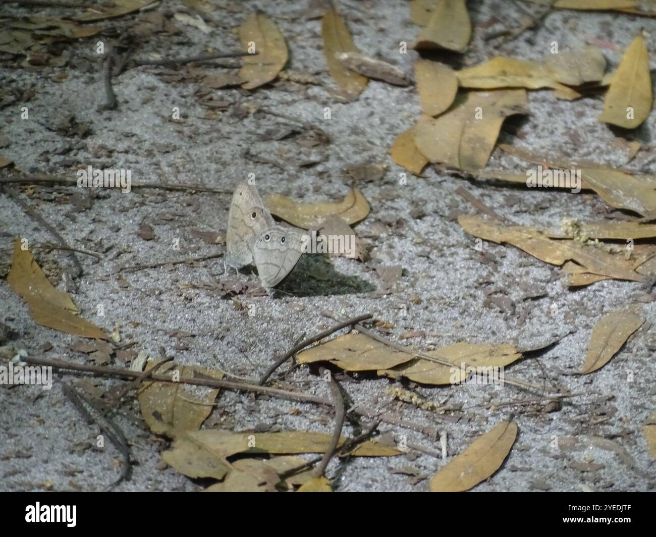 Carolina Satyr (Hermeuptychia sosybius Stock Photo - Alamy