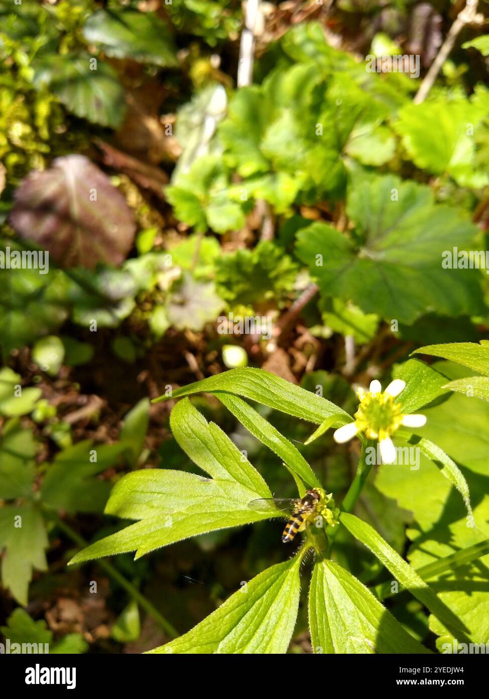 woodland buttercup (Ranunculus uncinatus Stock Photo - Alamy