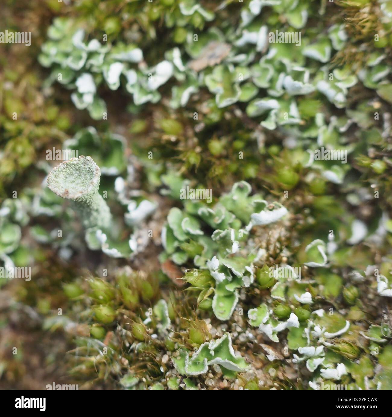 pixie cup and reindeer lichens (Cladonia Stock Photo - Alamy