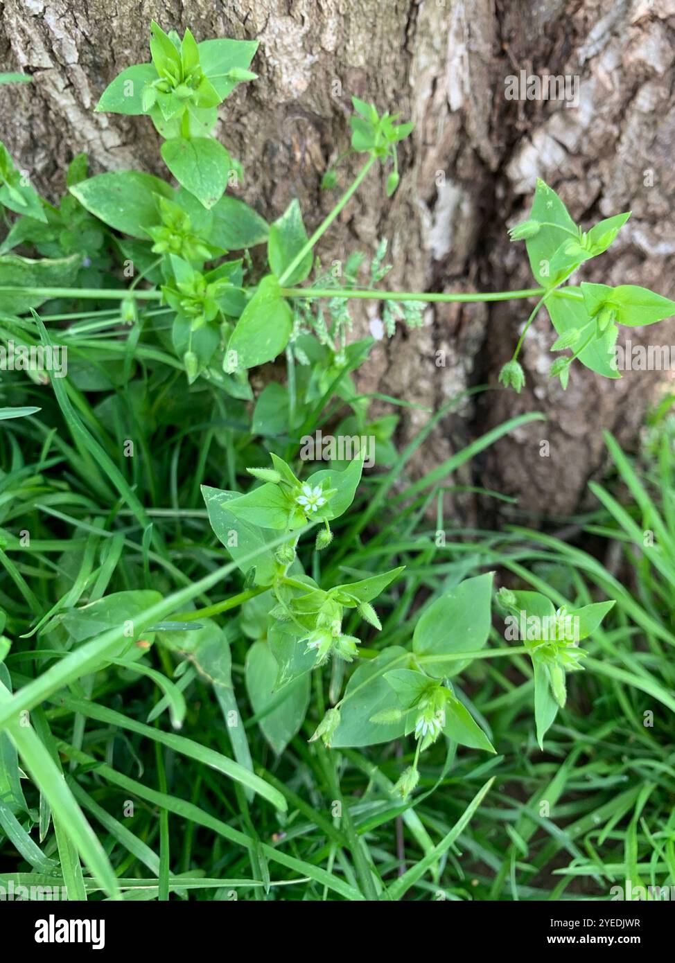 common chickweed (Stellaria media Stock Photo - Alamy